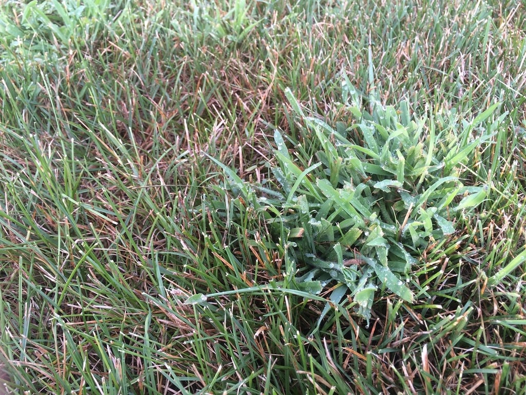 Crabgrass Control 101: Proven Tips for Northeast Ohio Lawns