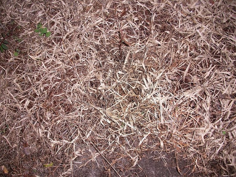 How to Treat a Heat Stressed Lawn in Northeast OH